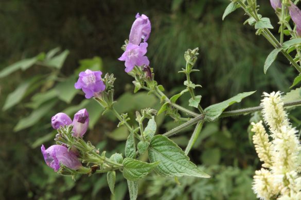 Flowers - of the Himalaya