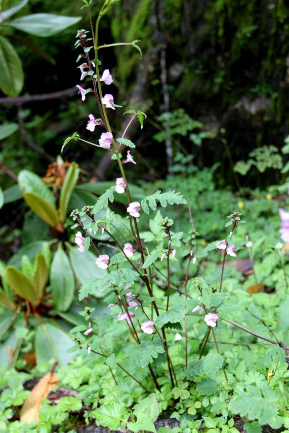 Flowers - of the Himalaya