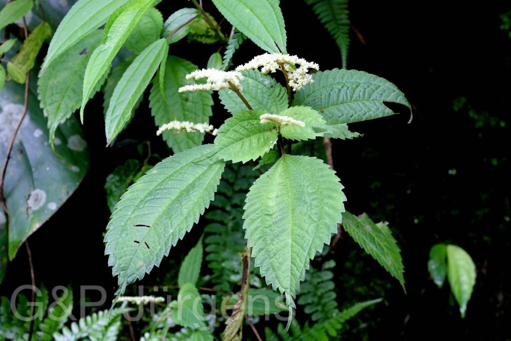 Urticaceae - Flowers