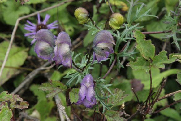 Flowers - of the Himalaya