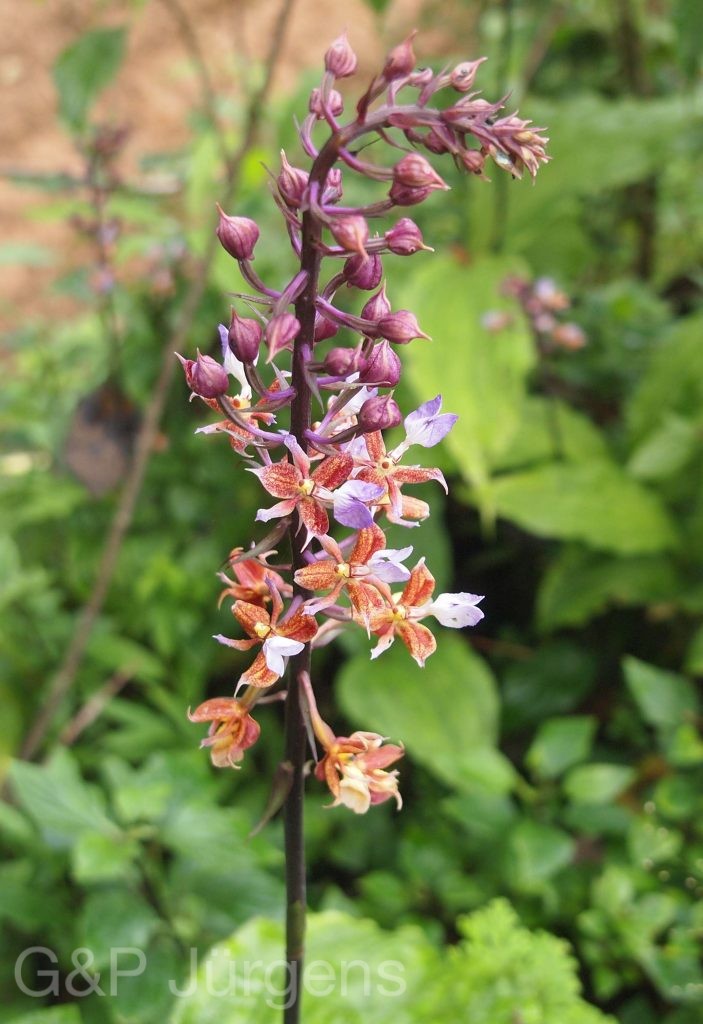 Calanthe biloba - Flowers