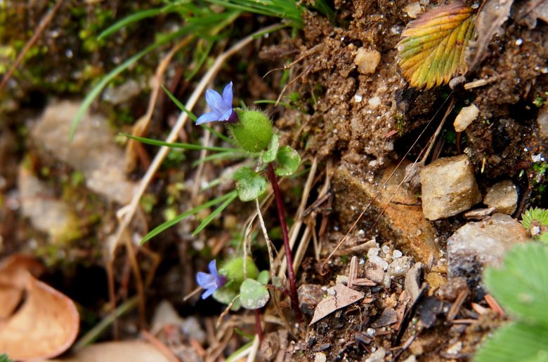 Flowers - of the Himalaya