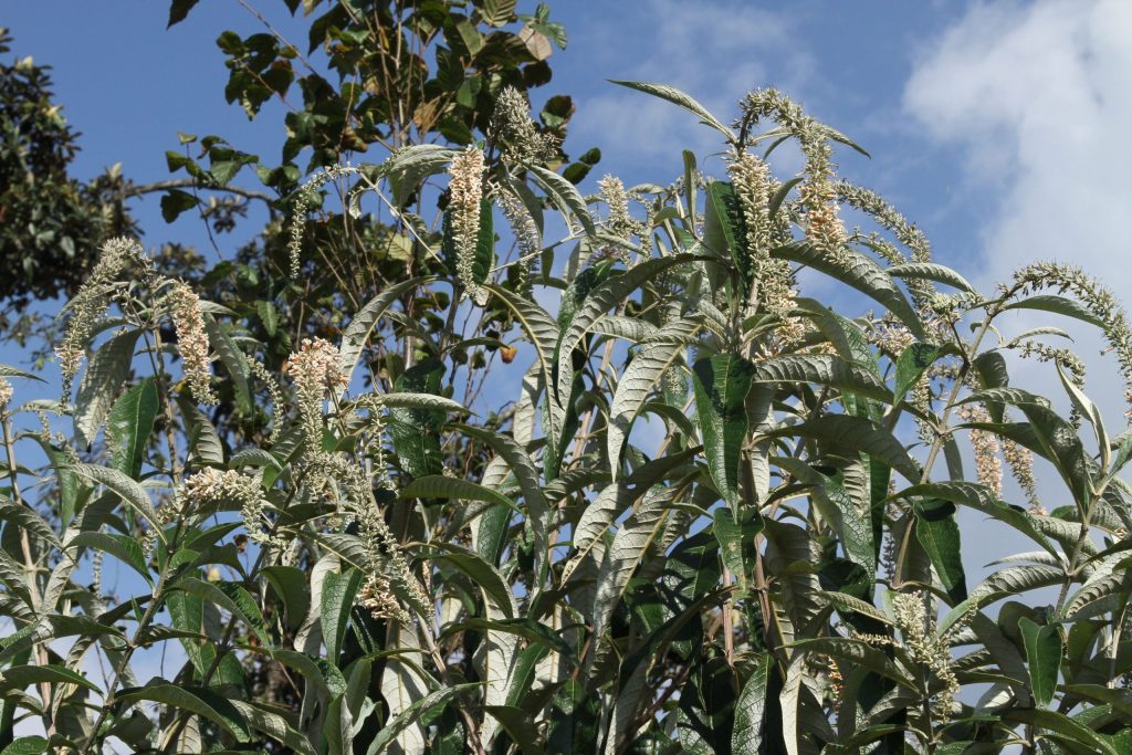 Buddleja macrostachya - Flowers