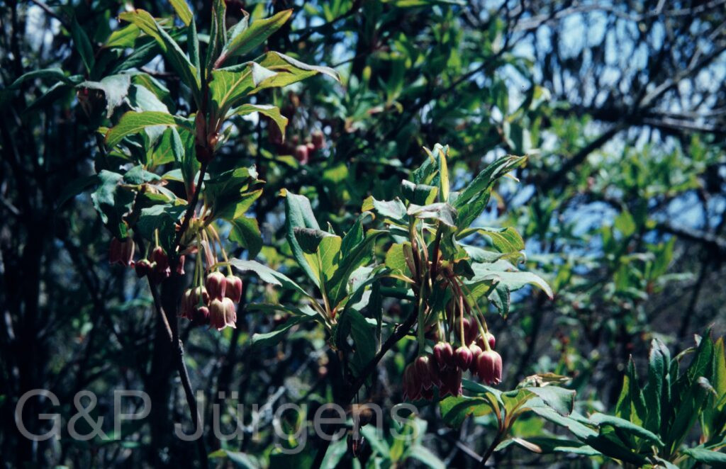 Enkianthus deflexus - Flowers