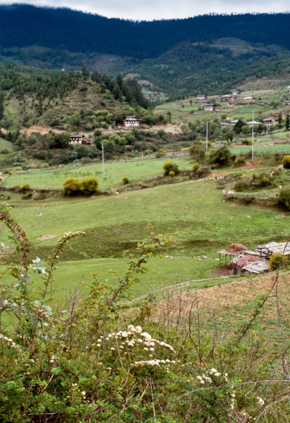 Flowers - of the Himalaya