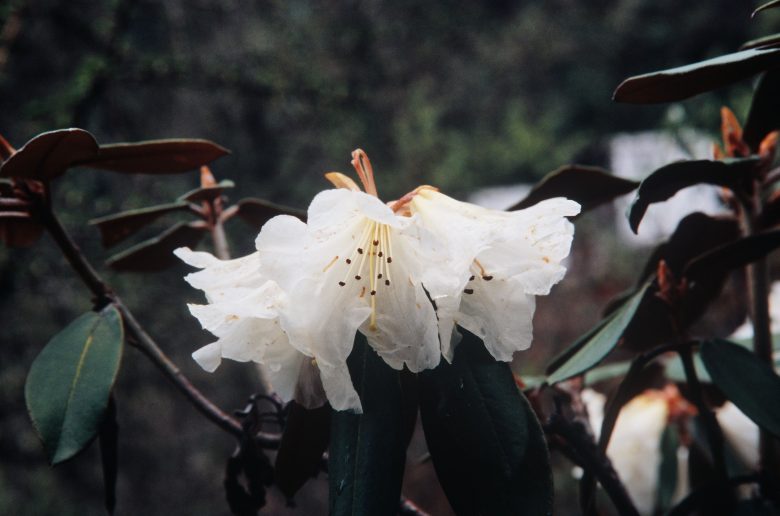 Flowers - of the Himalaya
