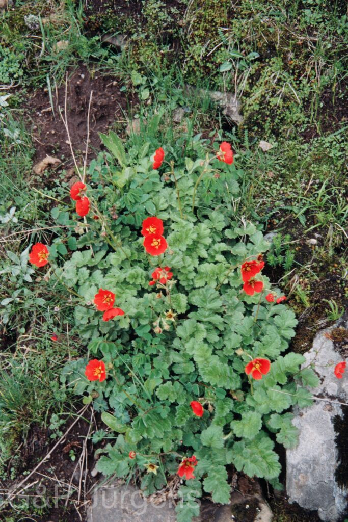 Geum elatum - Flowers