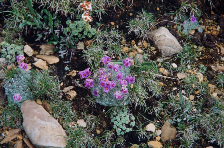 Flowers - of the Himalaya