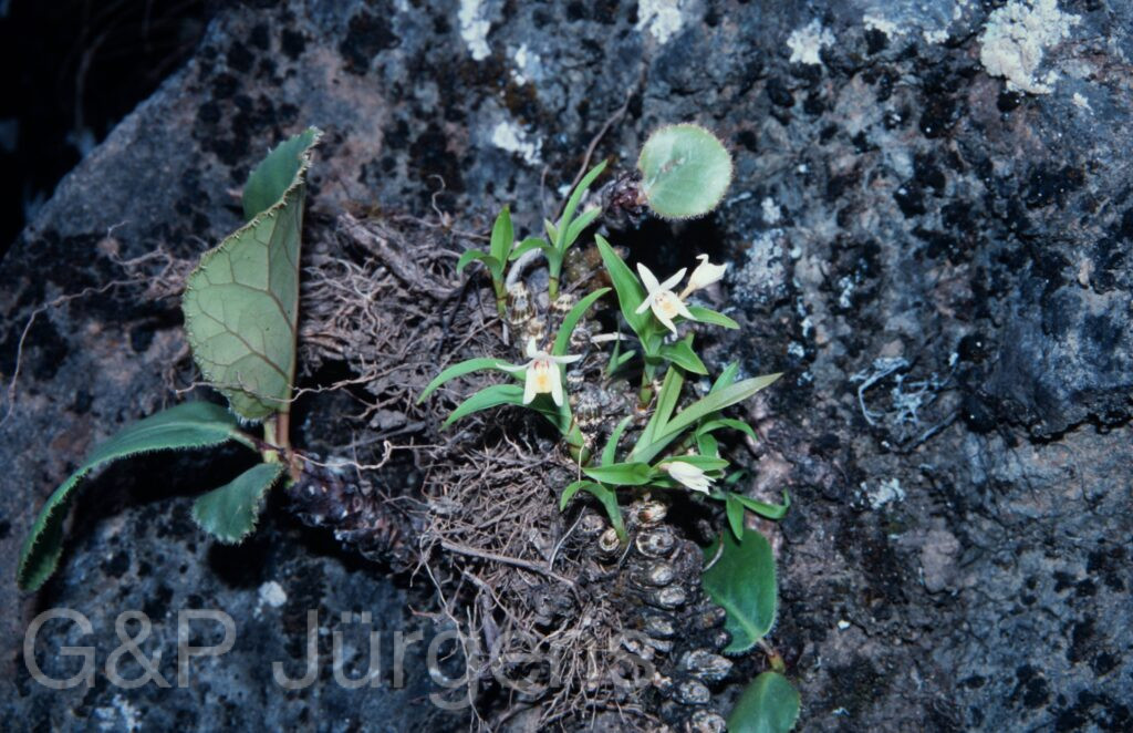 Pinalia leucantha - Flowers