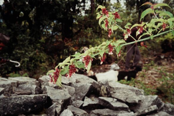 Flowers - of the Himalaya