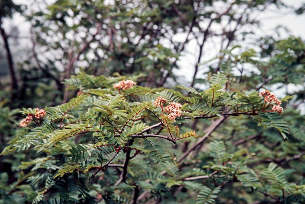 Sorbus ursina - Flowers